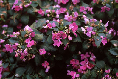 Impatiens 'Mini Firefly Lavender' habit image 1 of 1