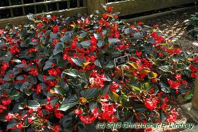 Begonia x benariensis 'Whopper Red With Bronze Leaf' habit image 1 of 1