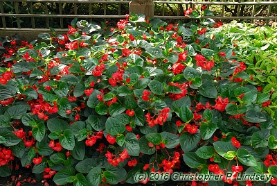 Begonia x benariensis 'Whopper Red With Green Leaf' habit image 1 of 1
