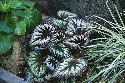 Begonia rex 'Fireworks' habit image 1 of 1