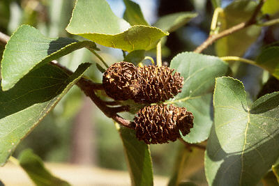 Alnus cordata fruit image 1 of 1