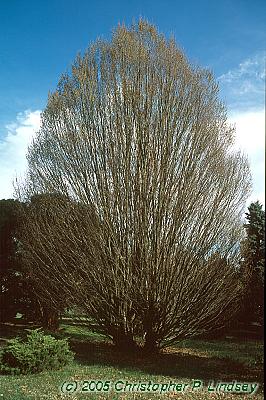 Carpinus betulus 'Columnaris' habit image 1 of 1
