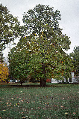 Catalpa speciosa fall color 1 of 1