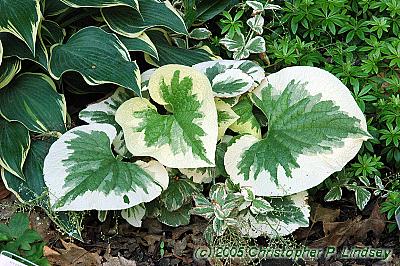 Brunnera macrophylla 'Dawson's White' leaves image 1 of 2