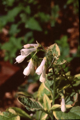 Symphytum grandiflorum 'Goldsmith' flowers image 1 of 1