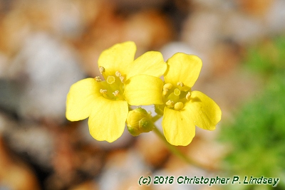 Draba rigida flowers image 1 of 2