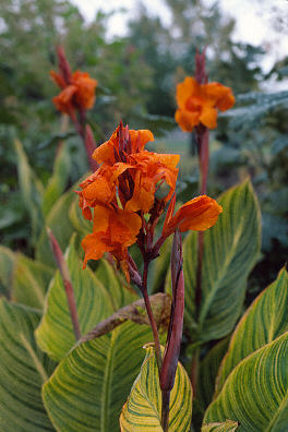 Canna 'Bengal Tiger' habit image 1 of 1