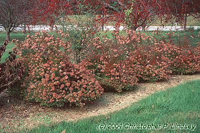Abelia x grandiflora fruit image 1 of 3