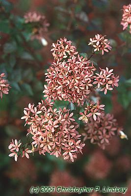 Abelia x grandiflora fruit image 3 of 3