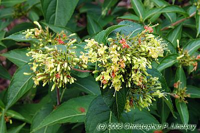 Diervilla rivularis 'Morton' flowers image 1 of 2