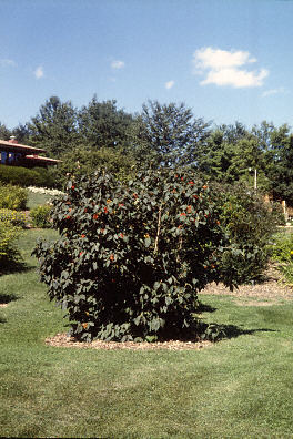 Viburnum lantana 'Mohican' habit image 1 of 1