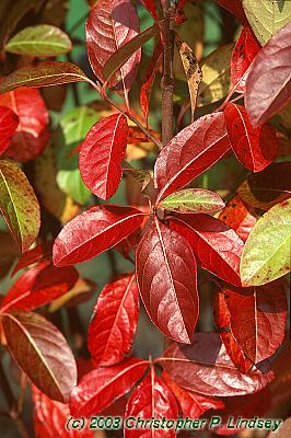 Viburnum nudum fall color image 1 of 1
