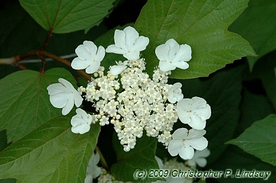 Viburnum trilobum 'Spring Red' flowers image 1 of 2