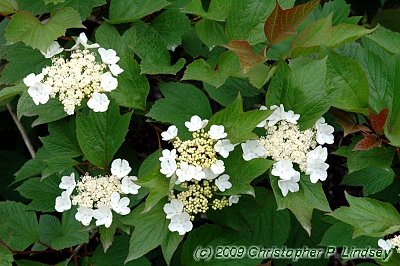 Viburnum trilobum 'Spring Red' flowers image 2 of 2