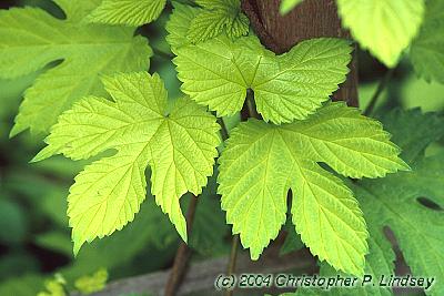 Humulus lupulus 'Aureus' leaves image 1 of 2