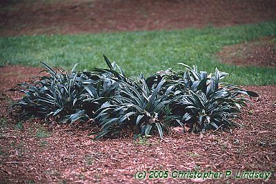 Rohdea japonica habit image 1 of 1