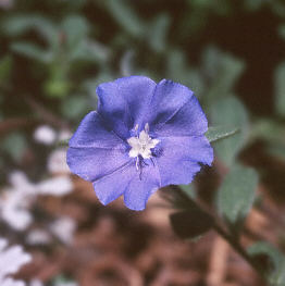 Evolvulus nuttallianus 'Blue Daze' flowers image 1 of 2
