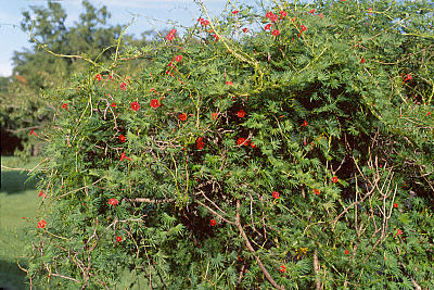 Ipomoea x multifida habit image 1 of 1