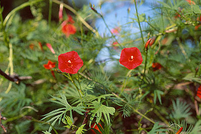 Ipomoea x multifida flowers image 1 of 3