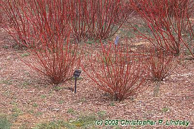 Cornus alba 'Alleman's Compact' habit image 1 of 1