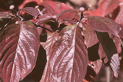 Cornus florida fall color image 1 of 2
