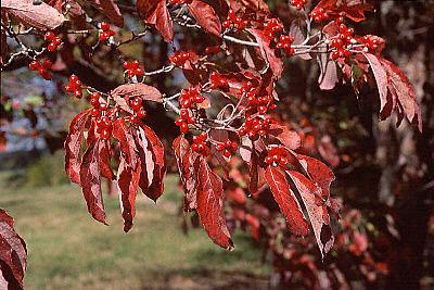 Cornus florida fall color image 2 of 2
