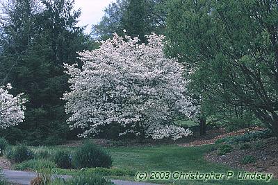Cornus florida 'Cherokee Princess' habit image 1 of 1
