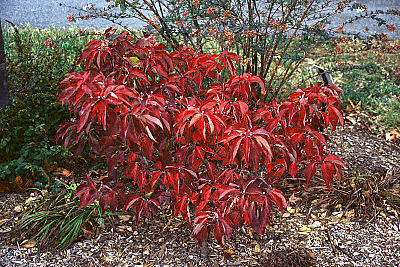 Cornus florida 'Pygmy' fall color image 1 of 1