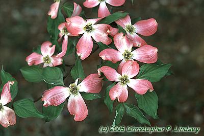 Cornus florida 'Royal Red' flowers image 1 of 2