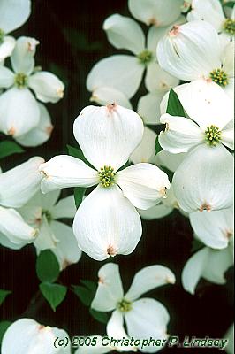 Cornus florida 'Spring Grove' flowers image 1 of 1