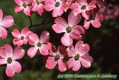 Cornus florida 'Sweetwater Red' flowers image 1 of 1
