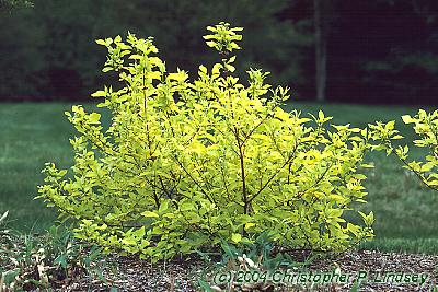 Cornus sericea 'Garden Glow' habit image 2 of 2