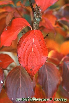 Cornus kousa 'Milky Way' fall color image 1 of 1