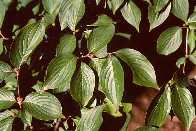 Cornus mas leaves image 1 of 1