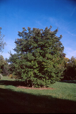 Cornus macrophylla habit 1 of 1