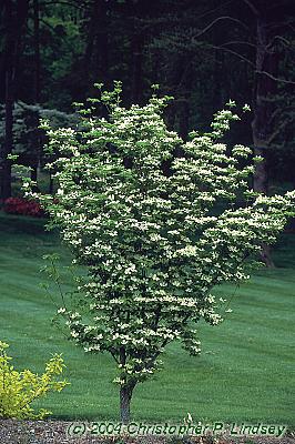 Cornus x rutgersensis 'Rutgers Constellation' habit image 1 of 1