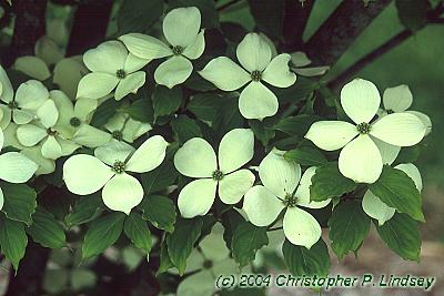 Cornus x rutgersensis 'Rutgers Constellation' flowers image 1 of 2