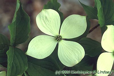 Cornus x rutgersensis 'Rutgers Constellation' flowers image 2 of 2