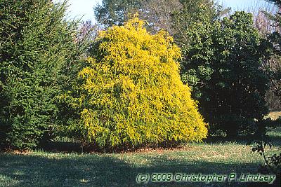 Chamaecyparis pisifera 'Gold Mop' habit image 3 of 3