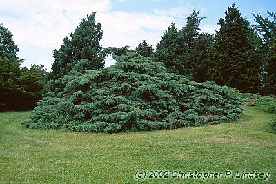 Juniperus chinensis 'Pfitzeriana Glauca' habit image 1 of 1