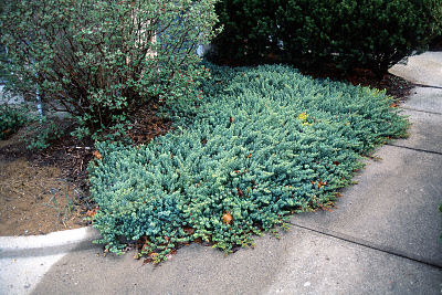 Juniperus rigida var. conferta 'Blue Pacific' habit image 1 of 1