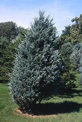 Juniperus scopulorum 'Moffettii' habit image 1 of 1