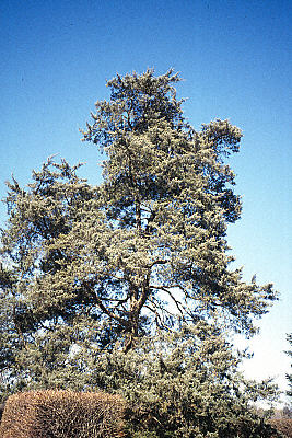Juniperus virginiana 'Glauca' habit image 1 of 2