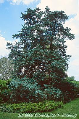 Juniperus virginiana 'Glauca' habit image 2 of 2