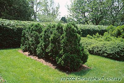 Thuja occidentalis 'Holmstrup' habit image 1 of 1