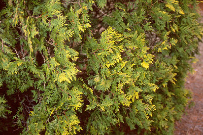 Thuja occidentalis 'Lutea' leaves image 1 of 1