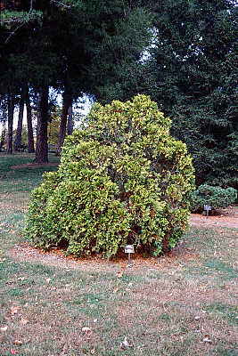 Thuja occidentalis 'Sunkist' habit image 1 of 1