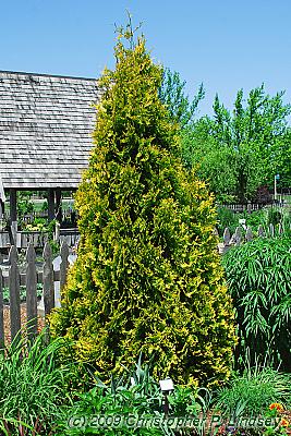 Thuja occidentalis 'Yellow Ribbon' habit image 1 of 1
