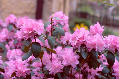 Rhododendron 'PJM' flowers image 1 of 2