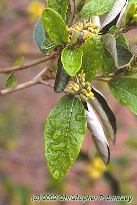 Croton alabamensis leaves image 1 of 1